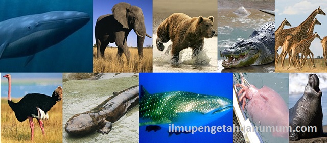Jenis-jenis Penggolongan Hewan (Binatang)