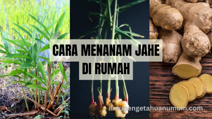 Cara Menanam Jahe di Rumah: Panduan Lengkap untuk Pemula - Ilmu ...